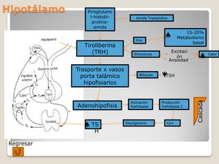 Hormonas metabolicas tiroideas | PDF