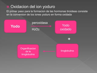 Hormonas metabolicas tiroideas | PPTX