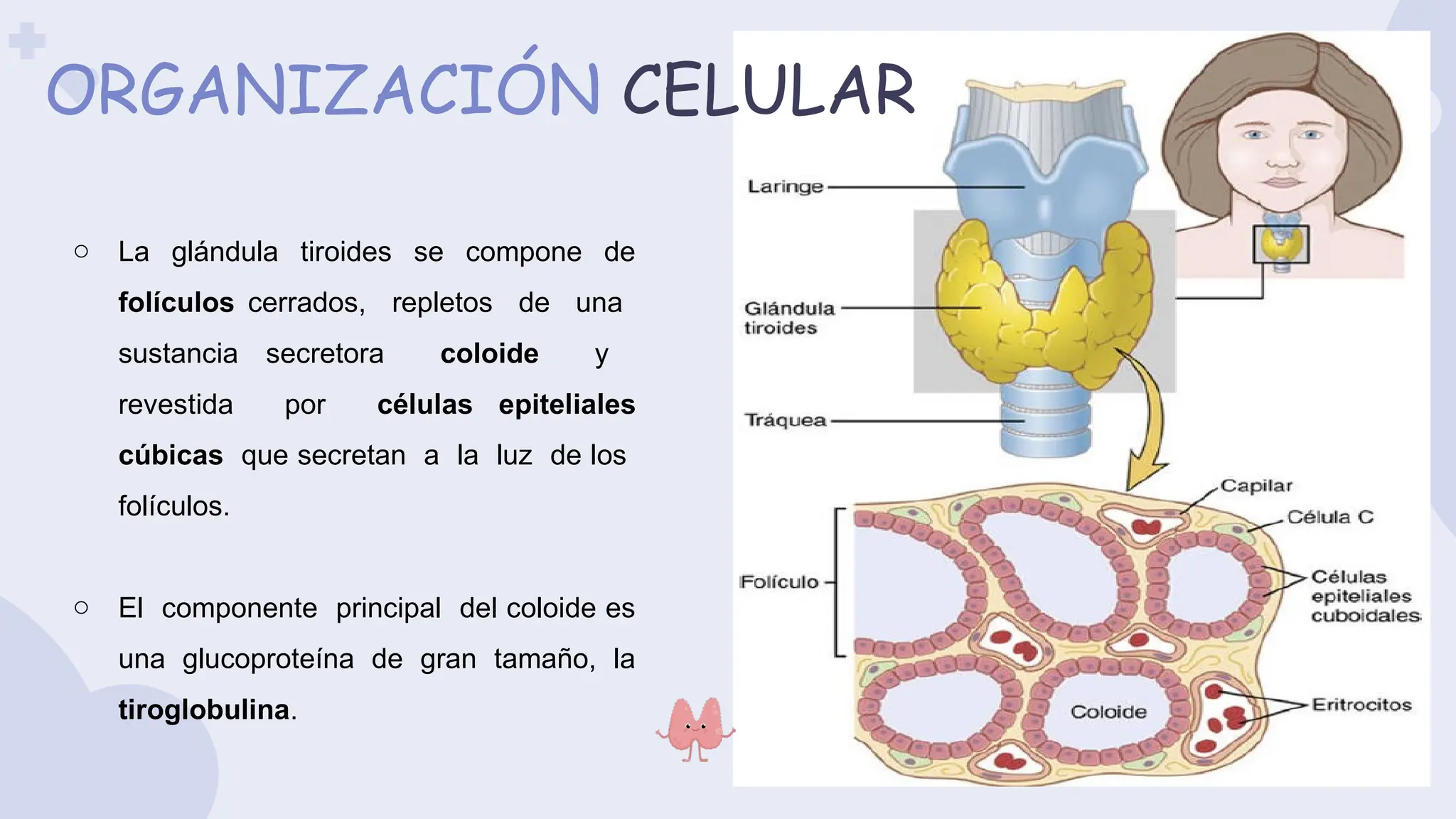 HORMONAS METABOLICAS TIROIDEAS guyton y hall.ppsx | Thyroid Disorders ...