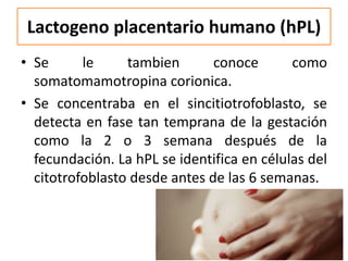 Hormonas placentarias | PPT