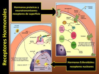 Hormonas regulación y adaptación | PPTX