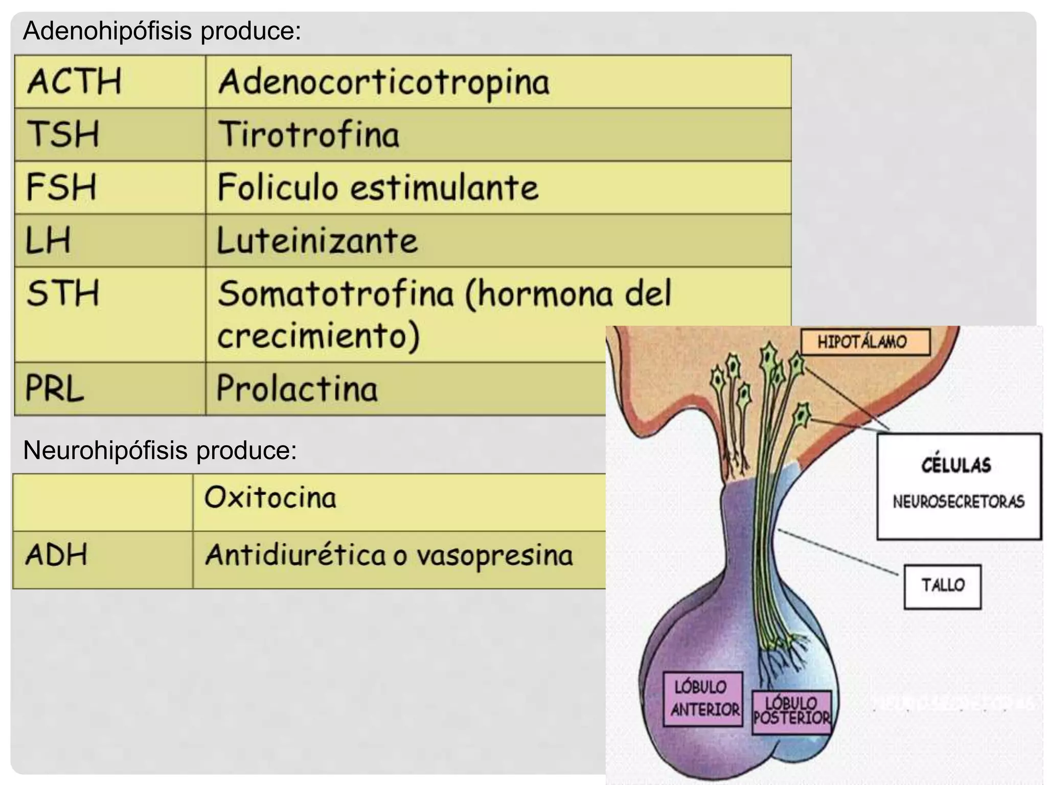 Hormonas, reproducción y desarrollo metabólico | PPT