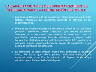 Hormonas sexuales masculinas y su fisiología | PPTX
