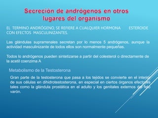 Hormonas sexuales masculinas y su fisiología | PPTX