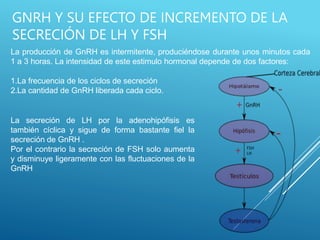 Hormonas sexuales masculinas y su fisiología | PPTX