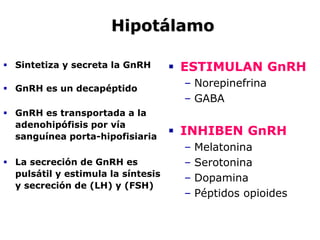 Hormonas sexuales masculinas,testiculo | PPT