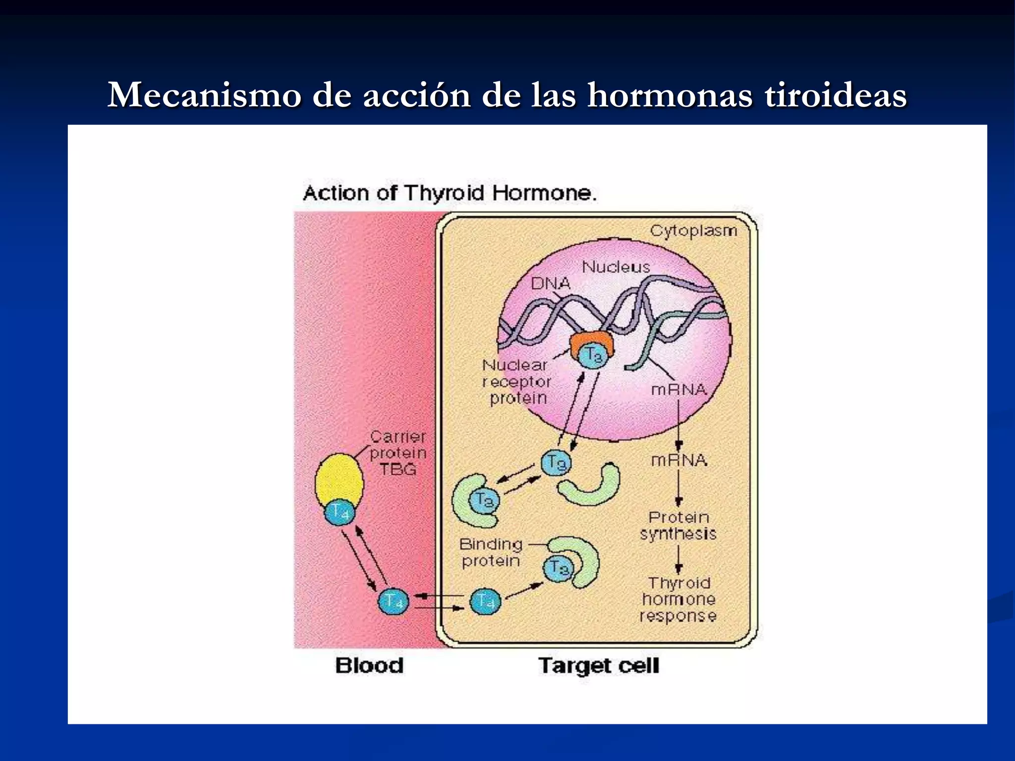 Hormonas tiroideas 1 | PPT