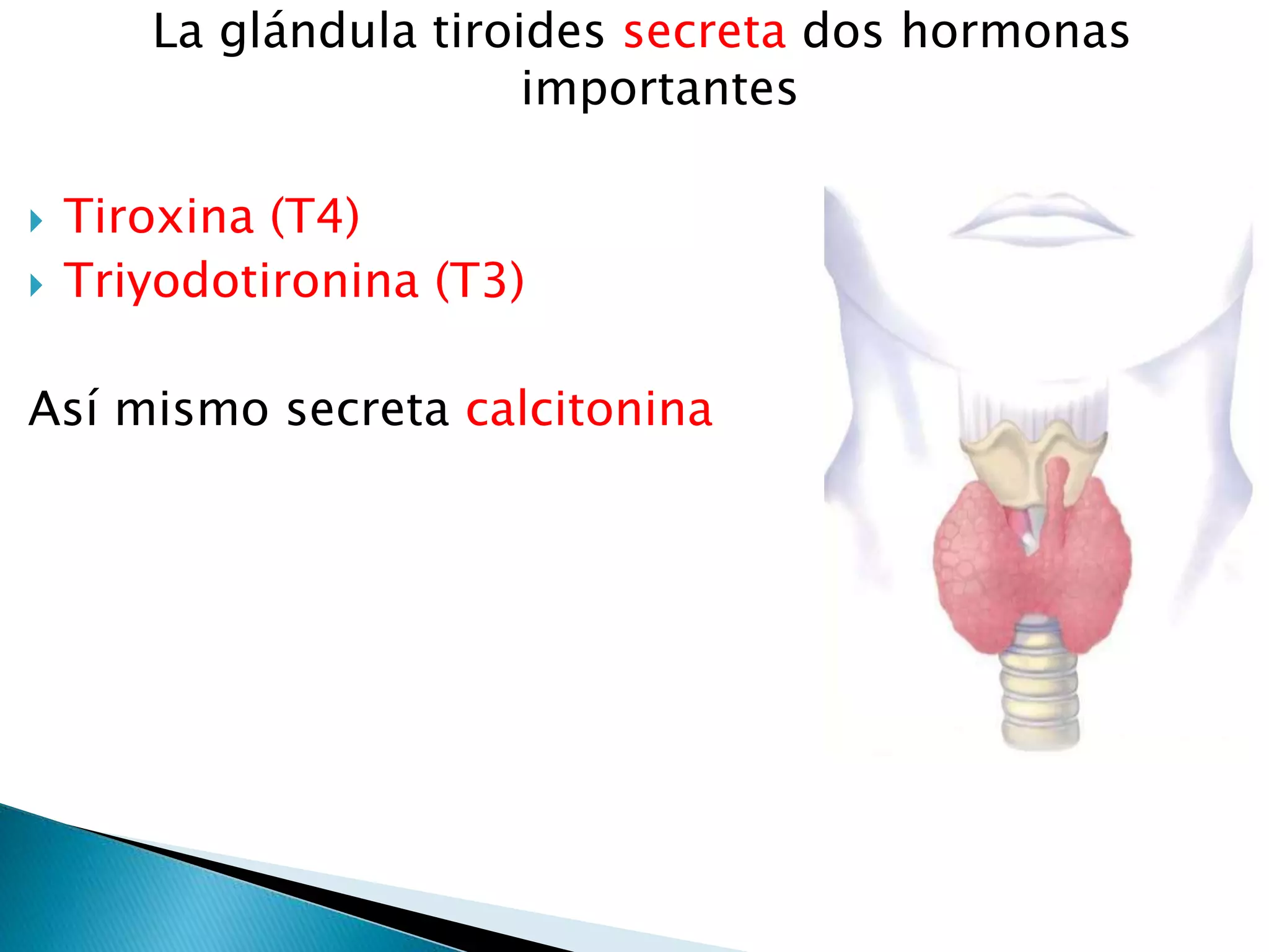 Hormonas tiroideas metabolicas | PPTX
