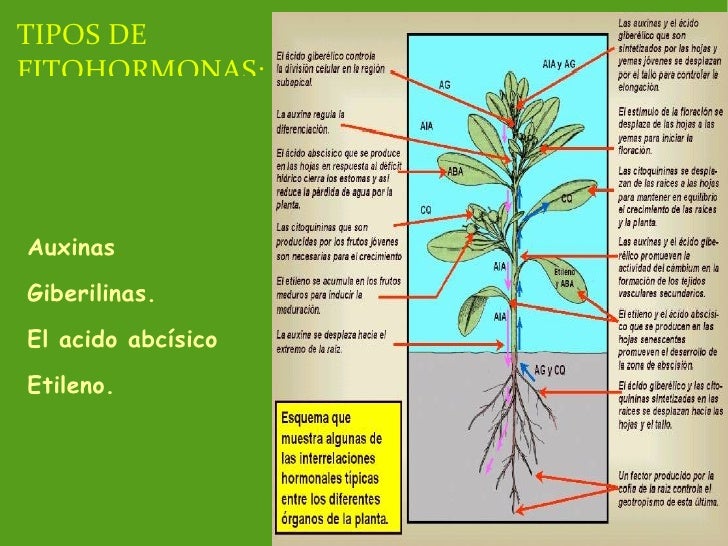 Fitohormonas: su función en las semillas – fitohormonas y sus función ...