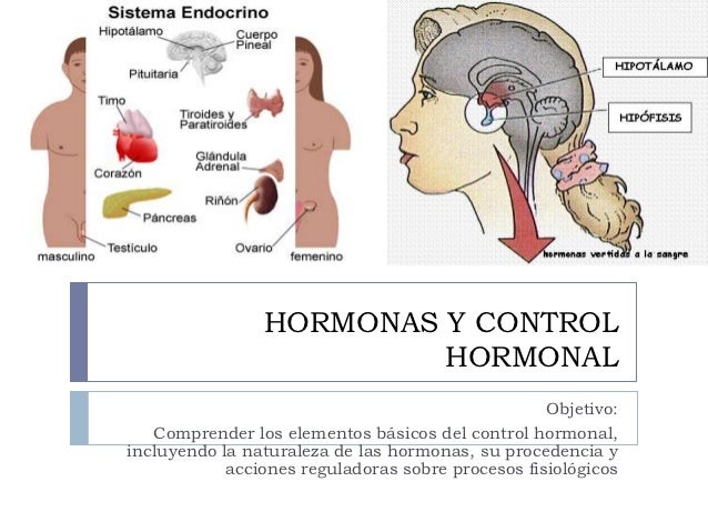Diagrama Del Control Hormonal Control Hormonal Del Ciclo Men