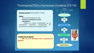 Hormonas y Ejercicio físico, vías metabólicas pdf | PDF