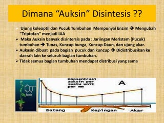 Hormon auksin | PPTX