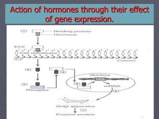 Hormone | PPT