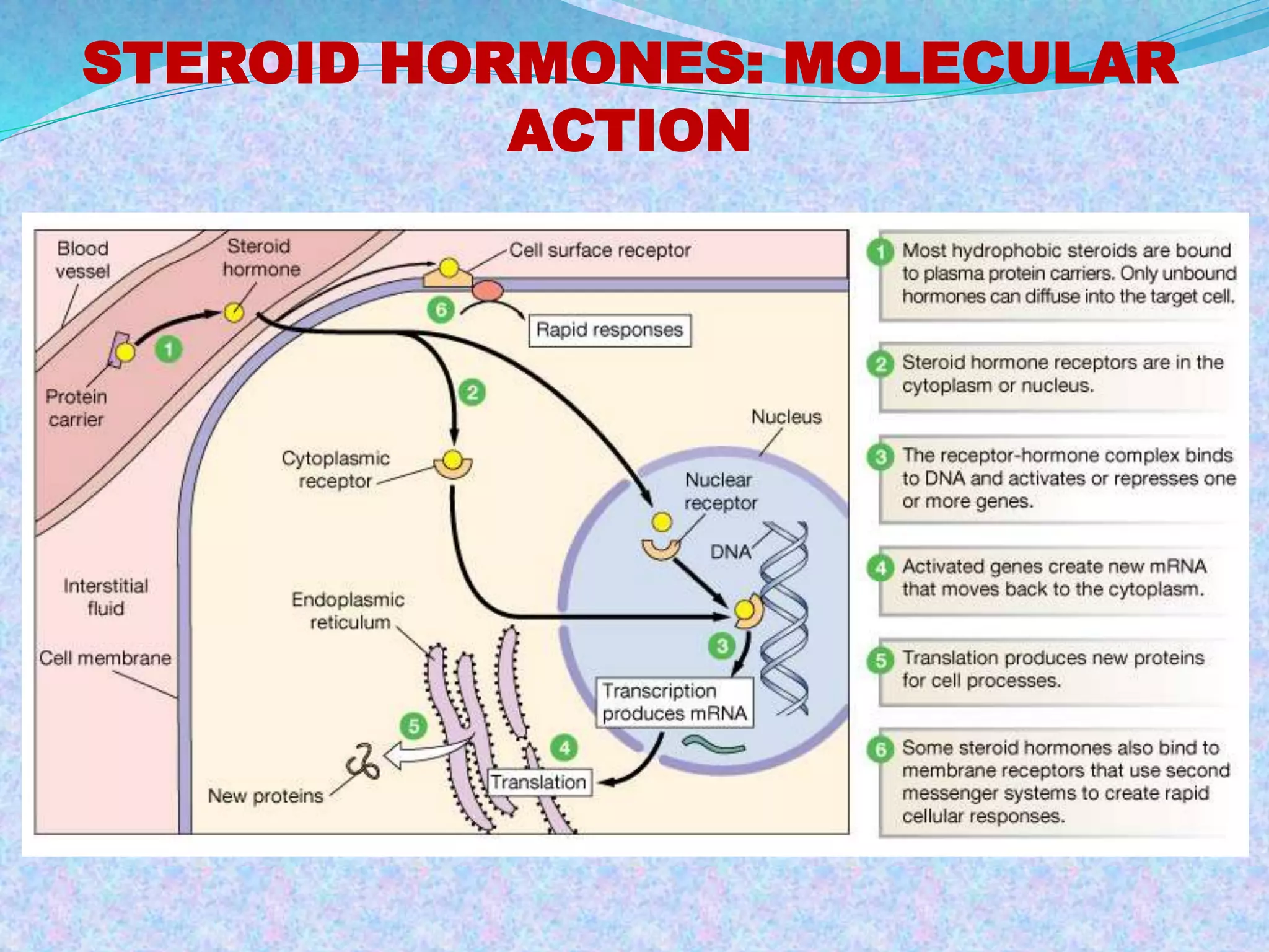 Hormone action | PPTX