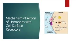 Hormone Action and Signal Transduction.pptx