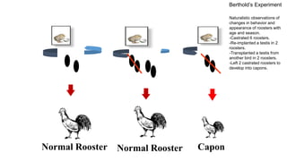 hormone and behaviour.ppt