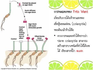 Hormone and response plant | PDF