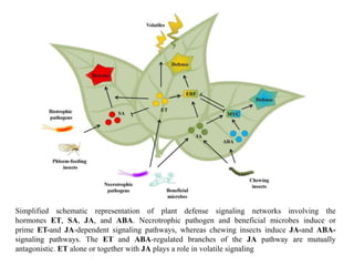 Hormone crosstalk in plant disease and defense | PPTX