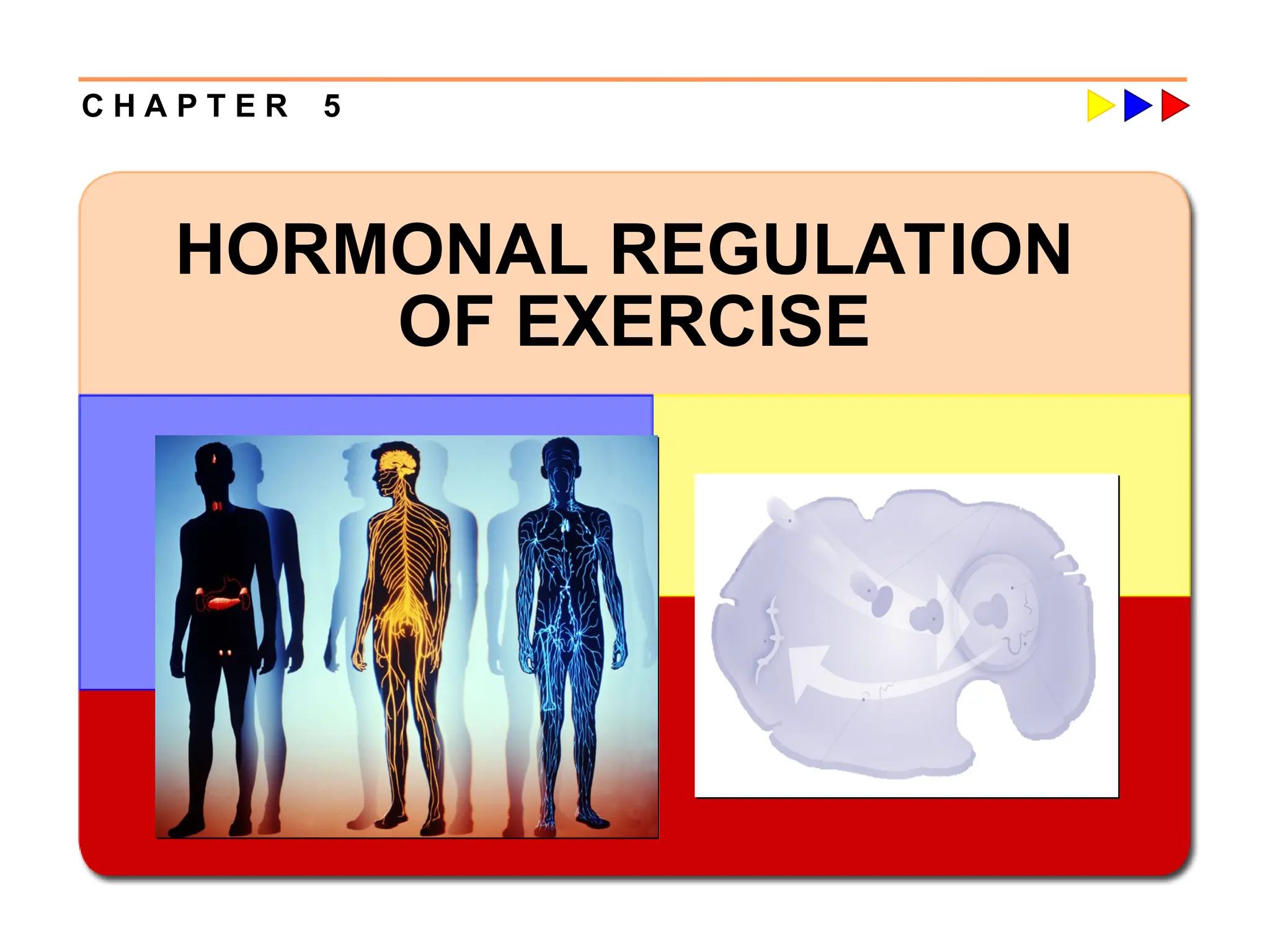 The Powerpoint About Hormone in Exercise | PPT