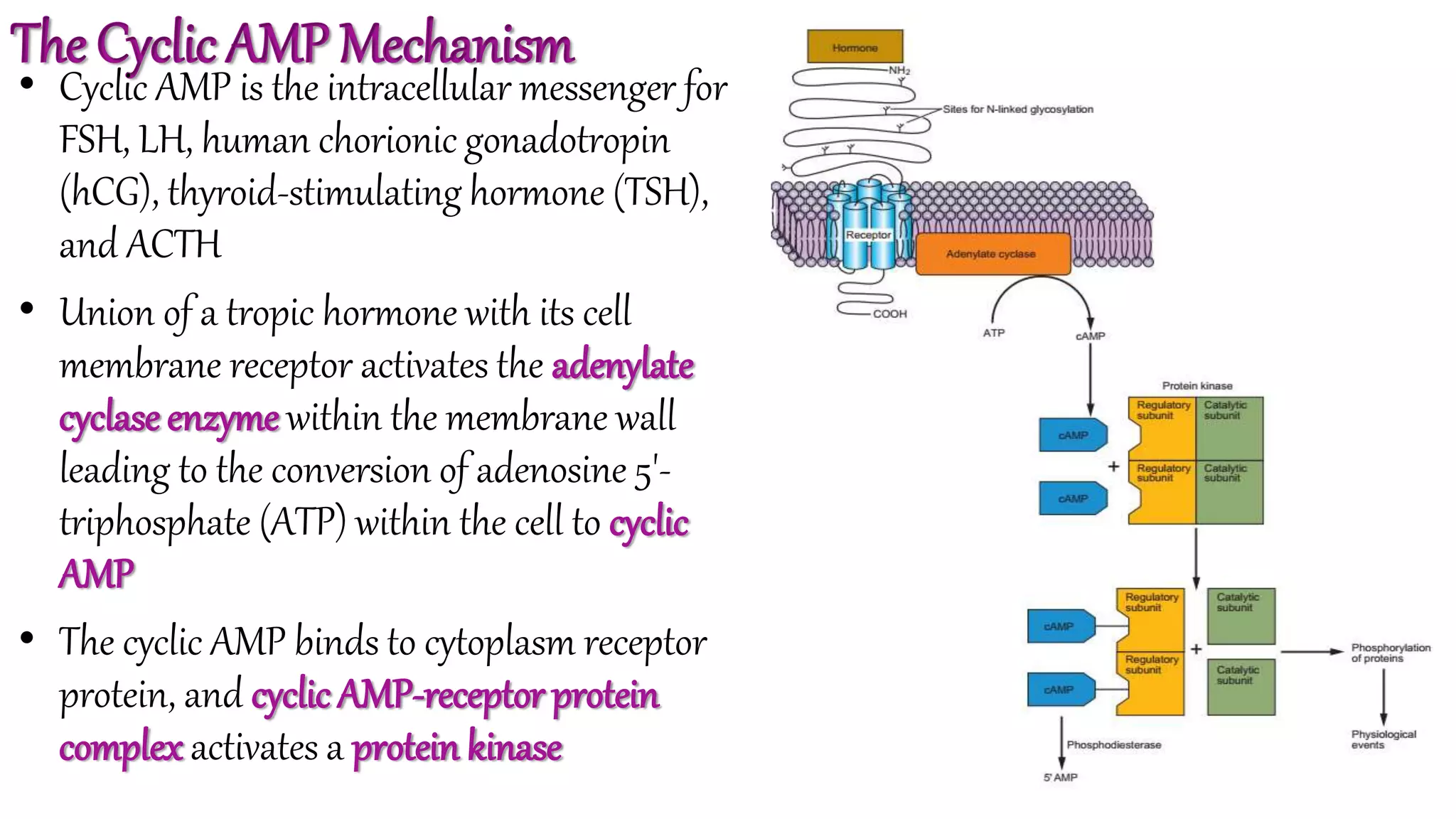 Hormone mechanism of action | PPTX