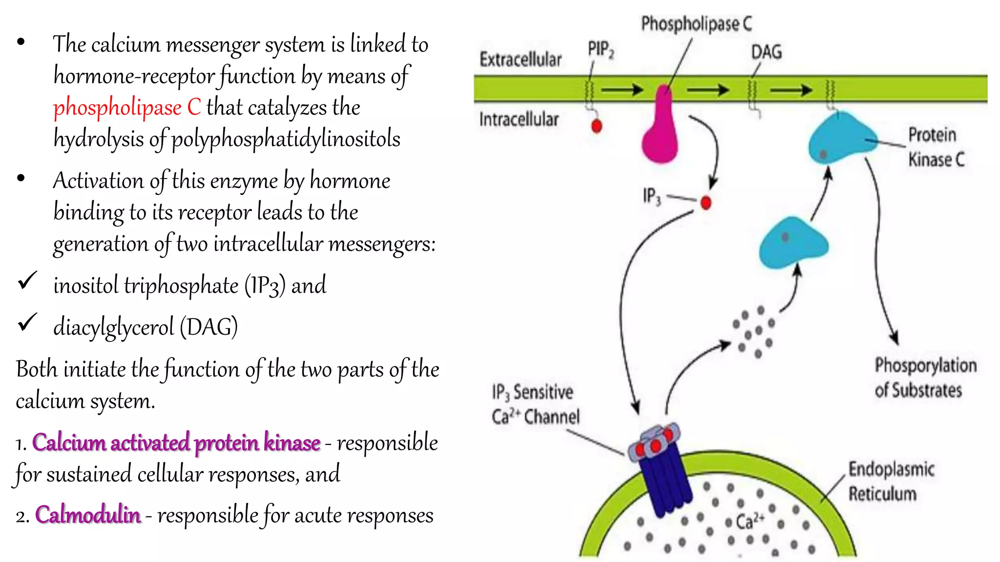 Hormone mechanism of action | PPTX