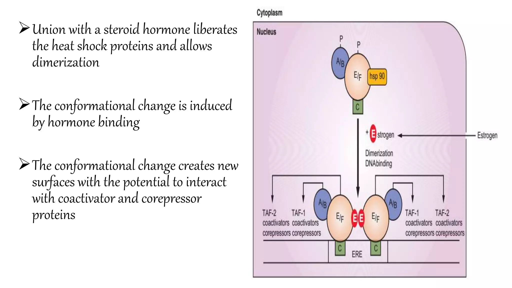 Hormone mechanism of action | PPTX