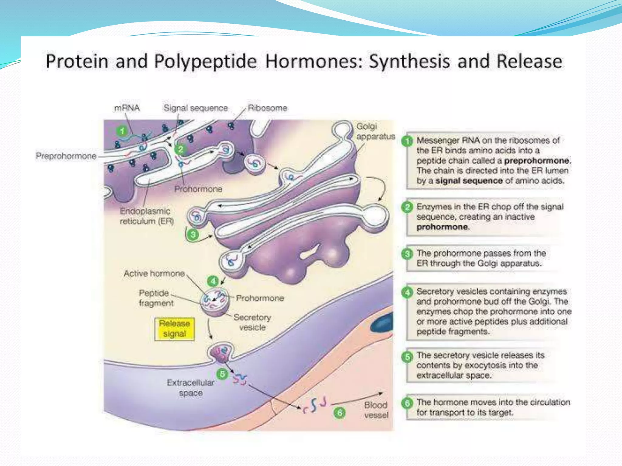 Biochemistry Of Hormones | PPTX