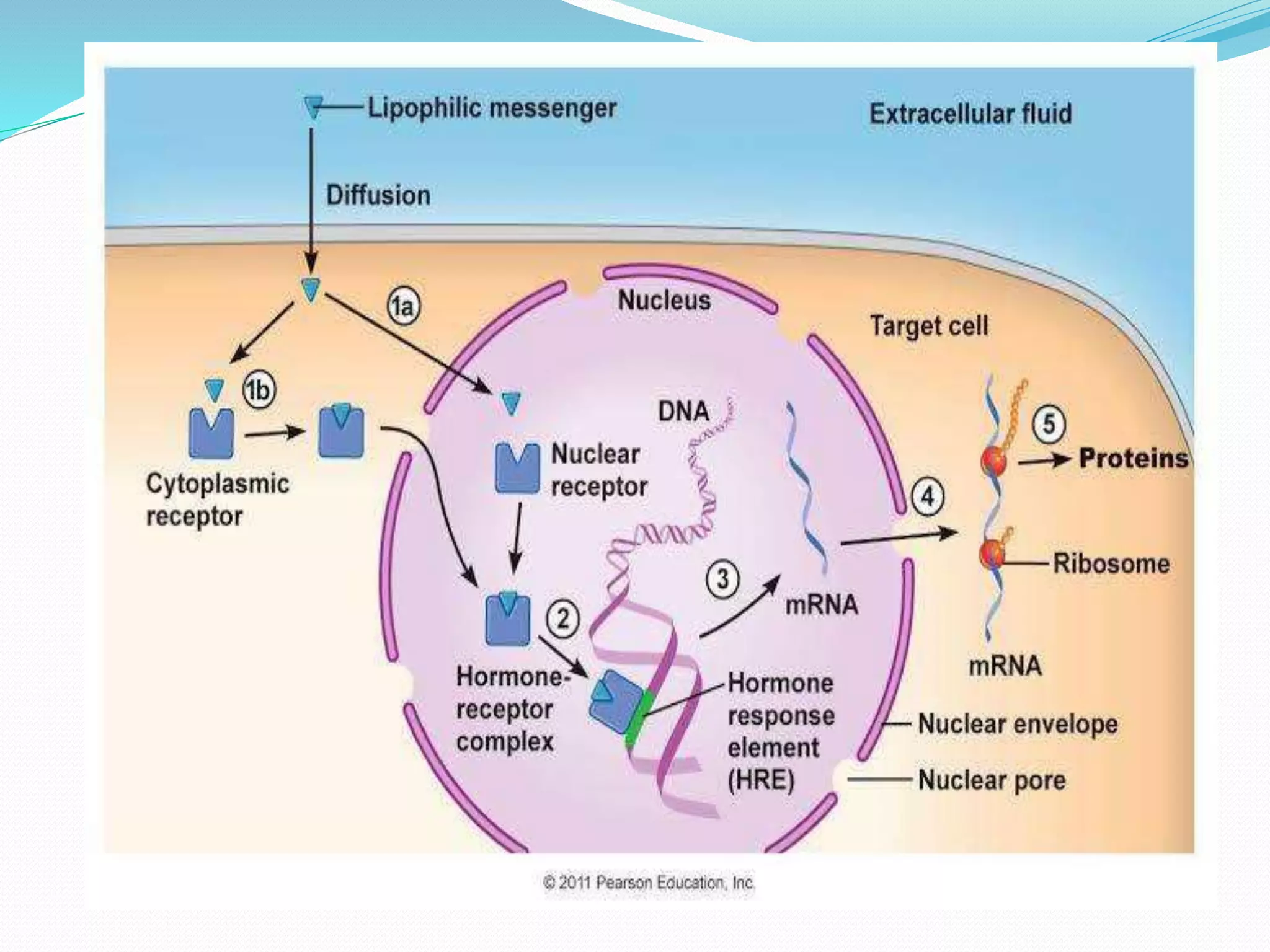 Biochemistry Of Hormones | PPTX