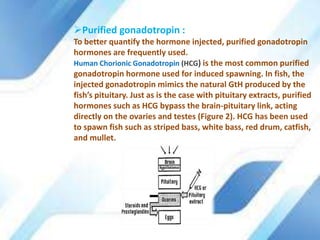 HORMONE REPRODUCTION FOR FIN FISH AND SHELL FISH.pptx
