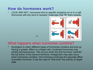 Hormones | PPT