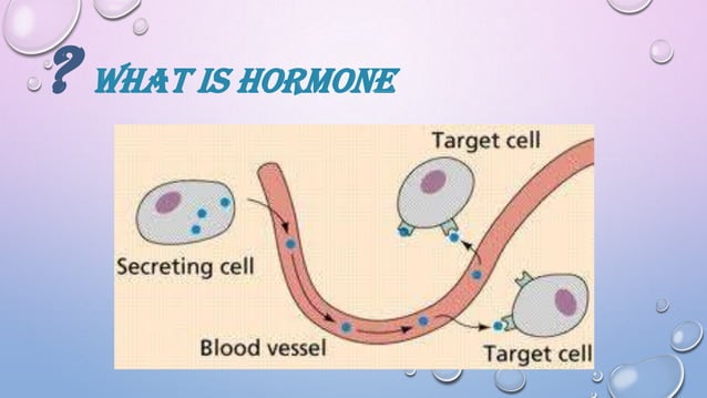 Hormones& | PPT