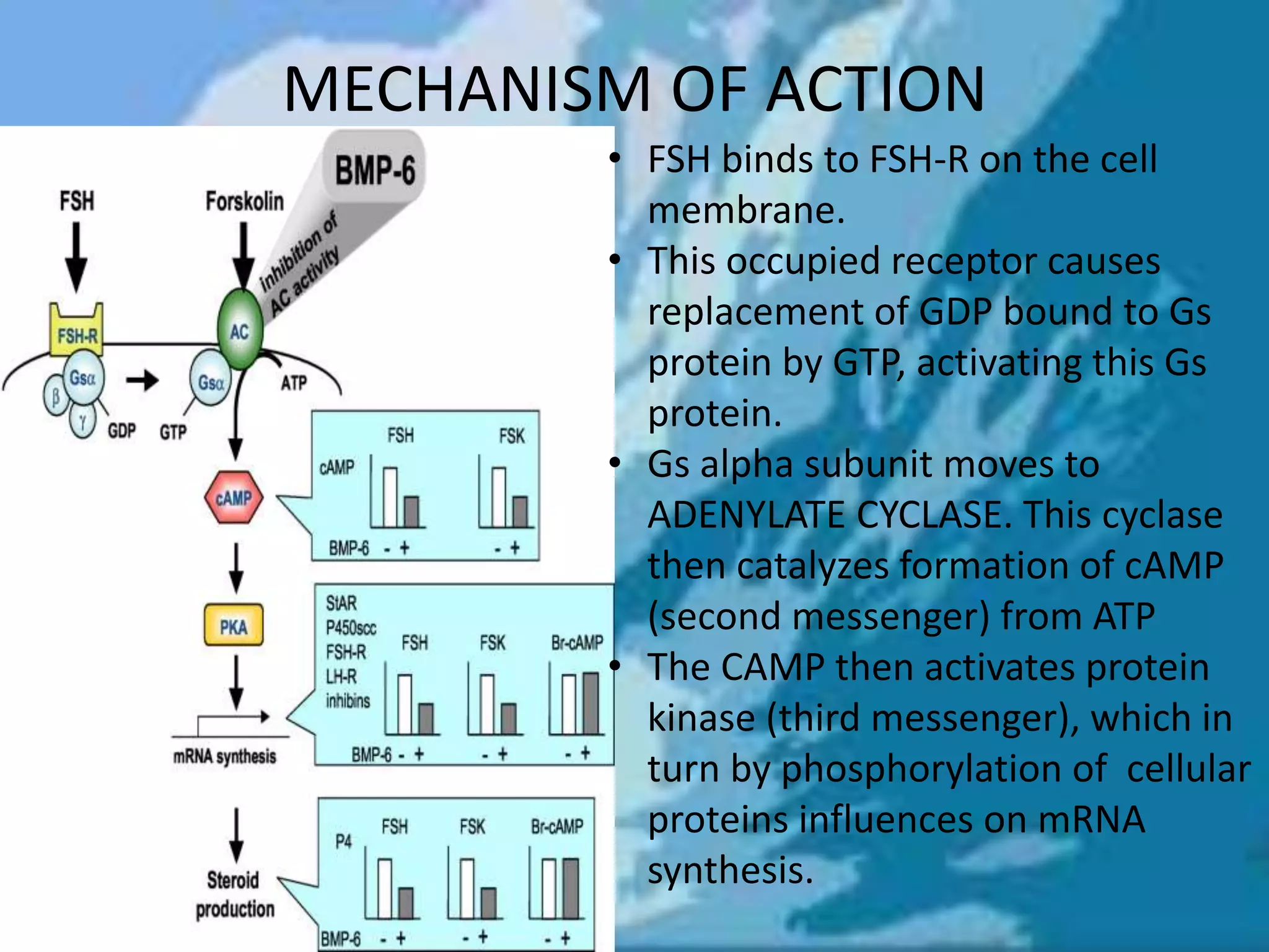 FSH, LH & Testosterone | PPTX