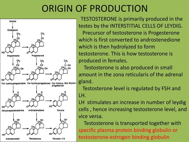 FSH, LH & Testosterone | PPTX | Hormonal Disorders | Endocrine and ...
