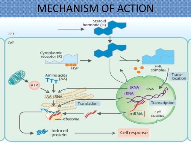 FSH, LH & Testosterone | PPT