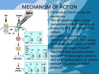 FSH, LH & Testosterone | PPTX