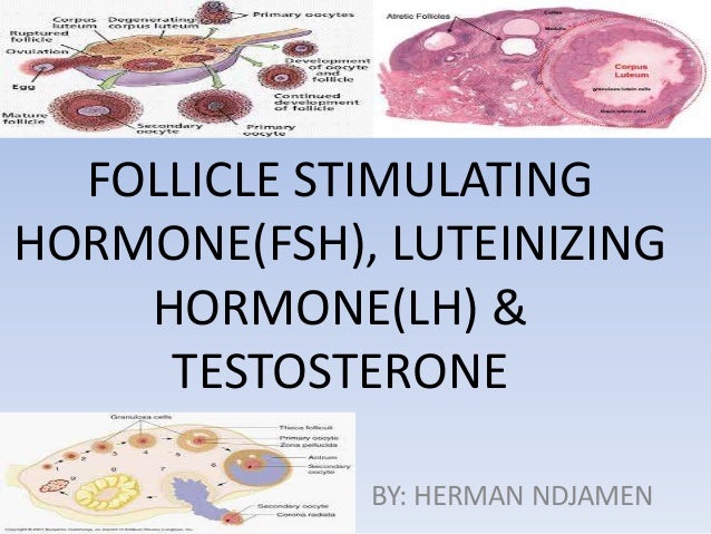 Fsh Lh And Testosterone
