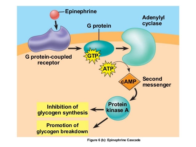 Hormones and Endocrine System