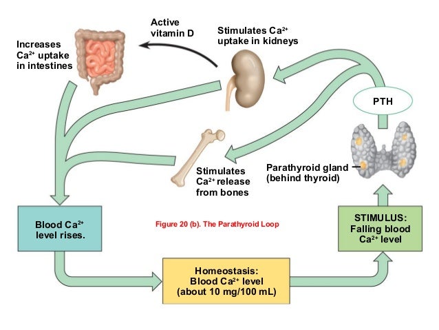 Hormones and Endocrine System