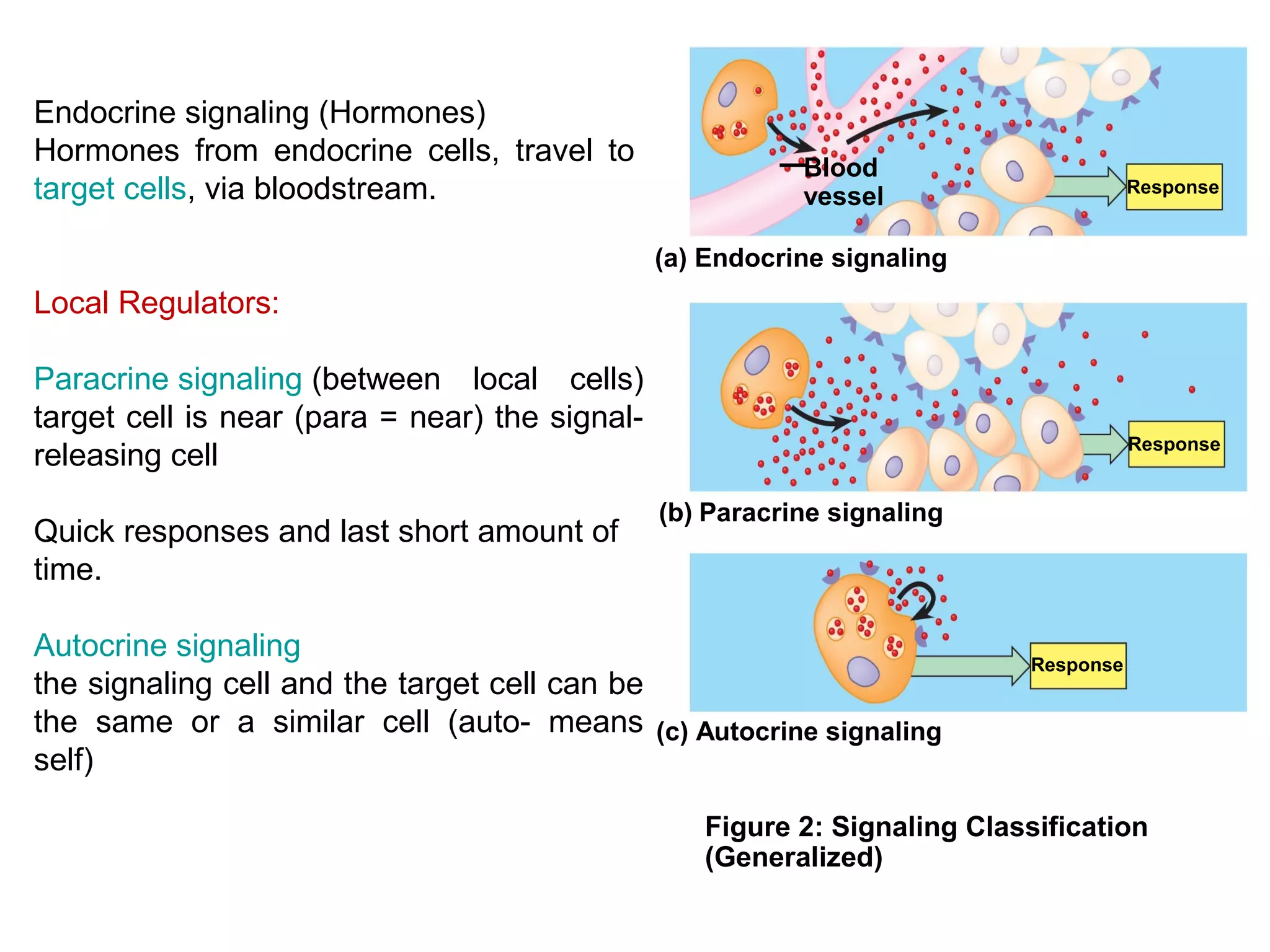 Hormones | PPT