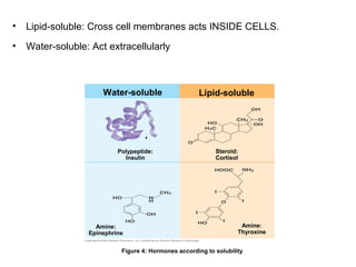 Hormones | PPT