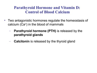 Hormones | PPT