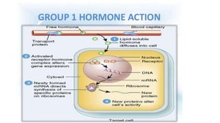 Hormones | PPTX