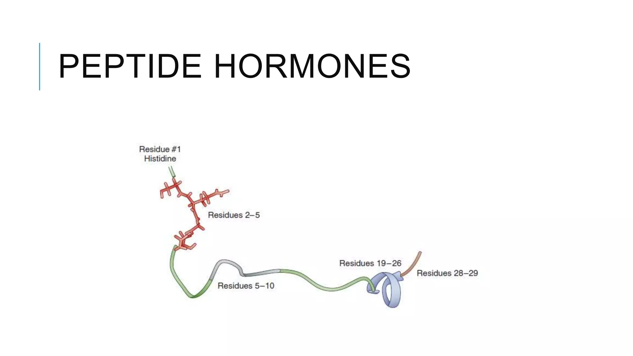 Hormones | PPTX