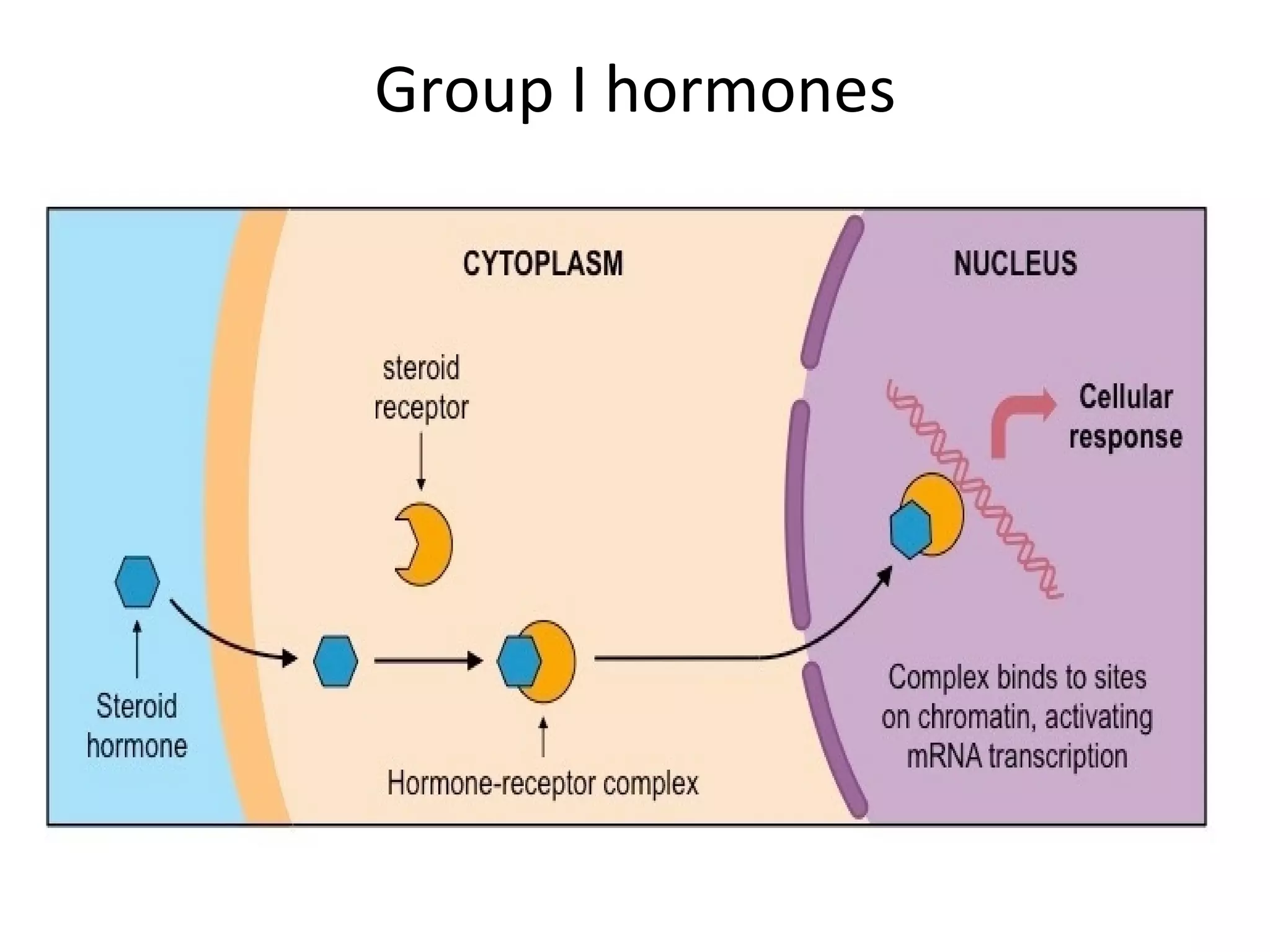 Hormones and its classification | PDF