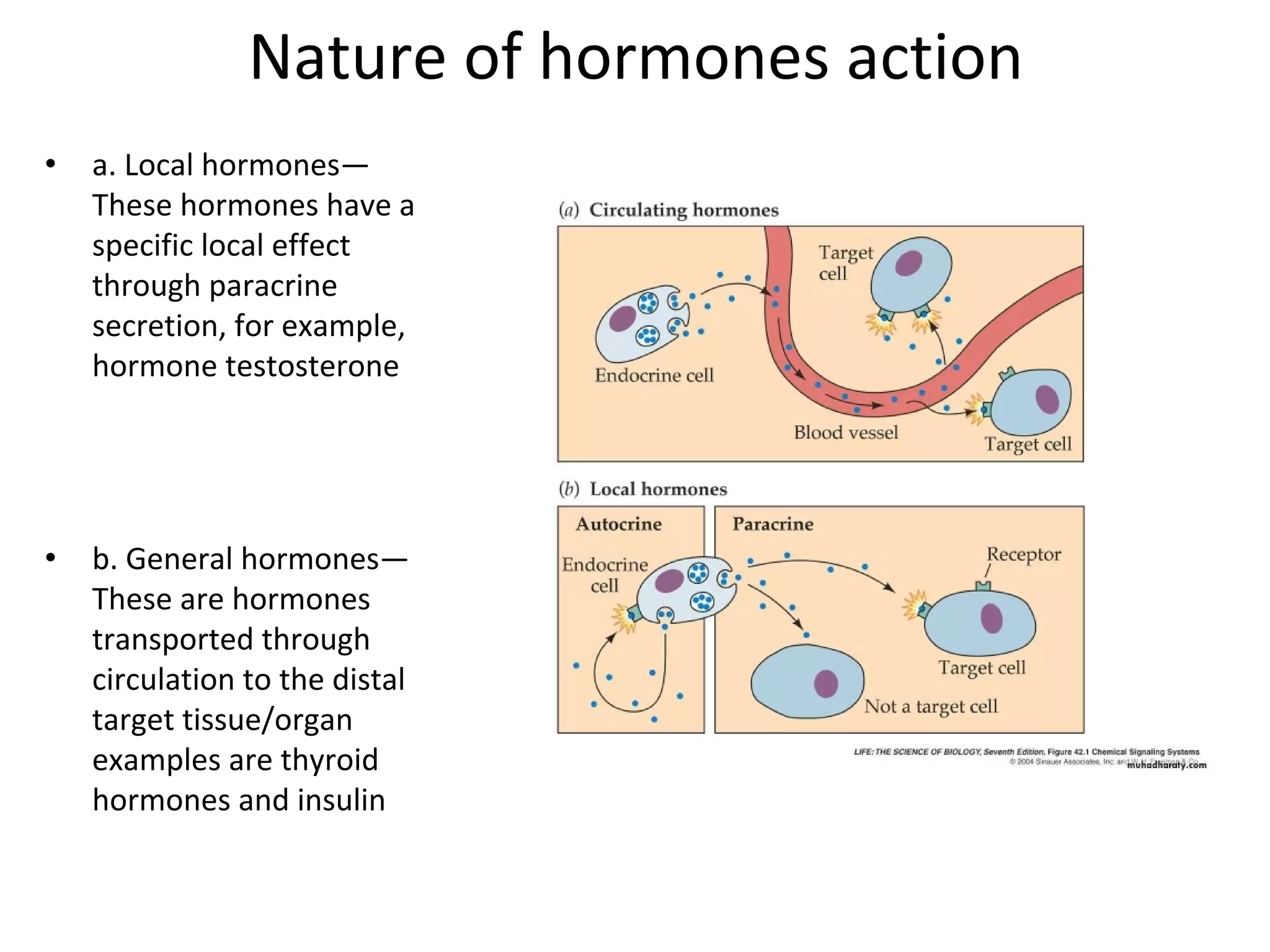 Hormones and its classification | PDF