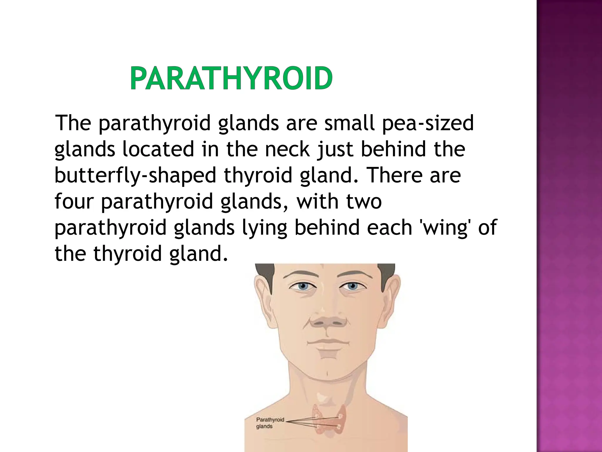 Endocrine Glands And Its Hormones Produced Pdf