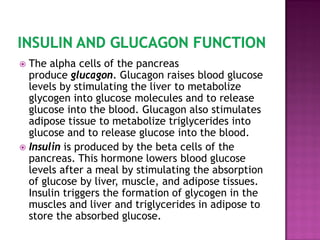 Endocrine Glands and Its Hormones Produced .pdf