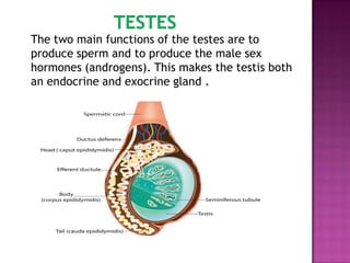 Endocrine Glands and Its Hormones Produced .pdf