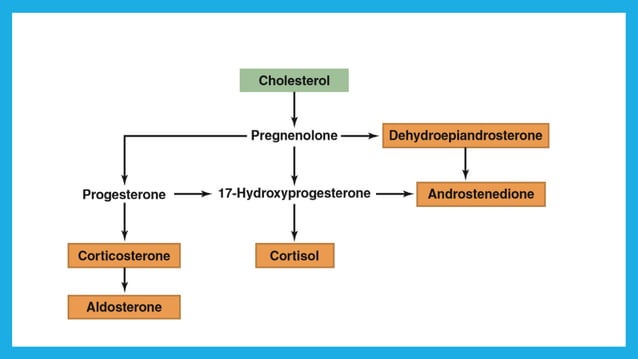hormones control in human body and its regulation.pptx