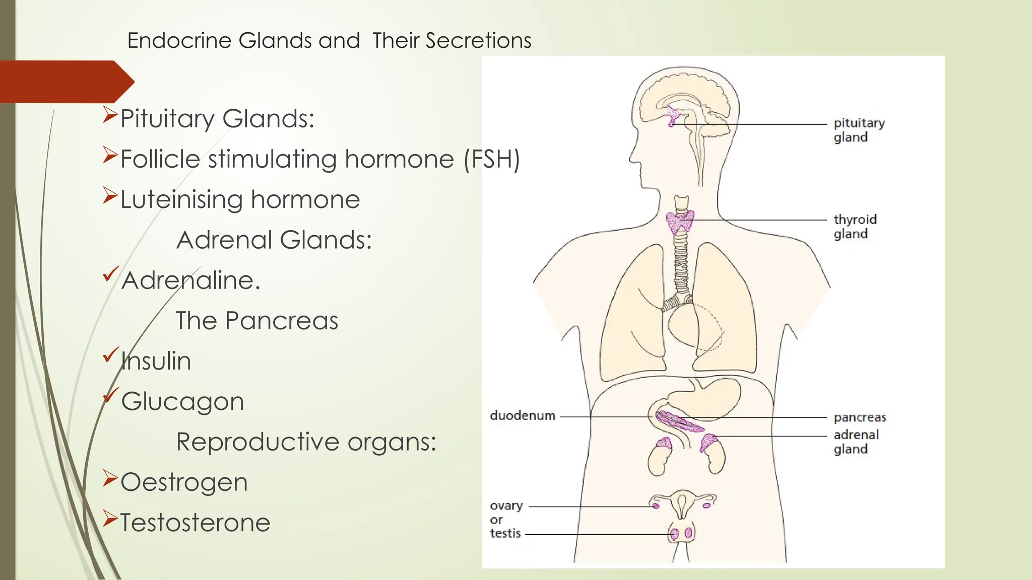 HORMONES AND THE ENDOCRINE SYSTEMS IN HUMANS.pptx